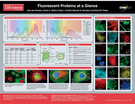 Quantitative Assessment Of Fluorescent Proteins At Callie Bell Blog