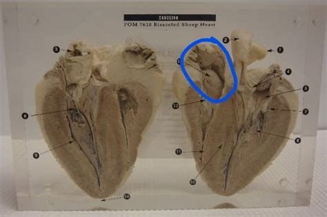 A P2 Lab Sheep Heart Flashcards Quizlet