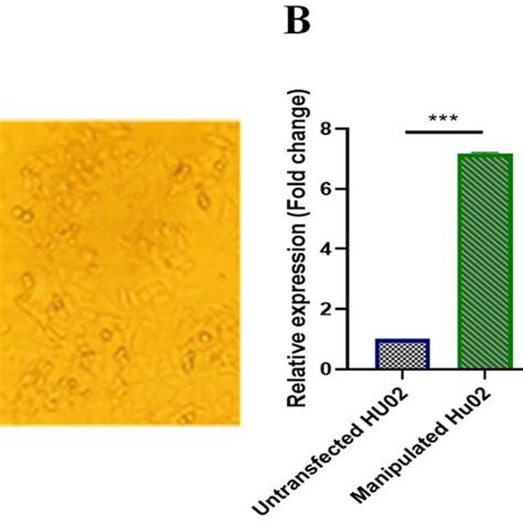 Transfection Efficiency And Investigating Overexpression Of Vegf Gene