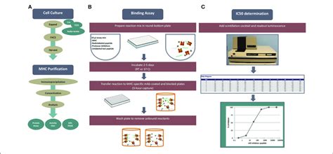 Mhc Peptide Binding Assays Mhc Binding Affinities Are Determined In Download Scientific
