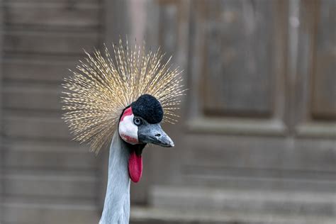 Bird Duck Feathers Free Photo On Pixabay Pixabay
