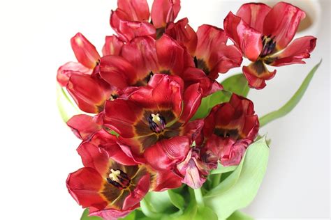 赤 チューリップ 花 Pixabayの無料写真 Pixabay