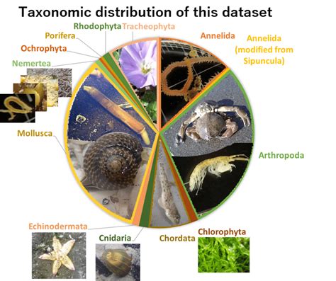 Taxonomic Distribution In This Dataset Download Scientific Diagram