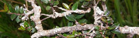 Maytenus Entretien Plantation Et Culture Conservation Nature