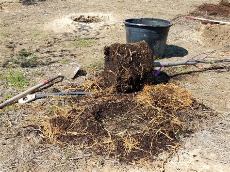 Costs And Benefits Of Pre Plant Root Manipulation The Garden Professors™
