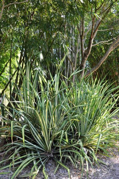 Pandanus Screw Pine