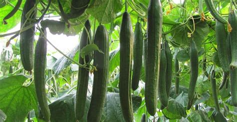 Cultivar pepino en Holanda genera 275 692 euros por hectárea más que en