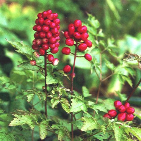 Actaea Rubra Houtmeyers Plantencentrum En Boomkwekerij Laakdal