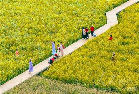 江苏泰州：多彩花海引客来 人民图片网