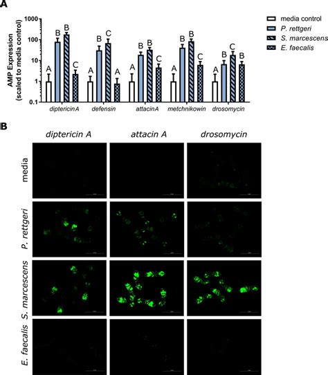 Antimicrobial Peptide Gene Expression One Week Post Infection Flies