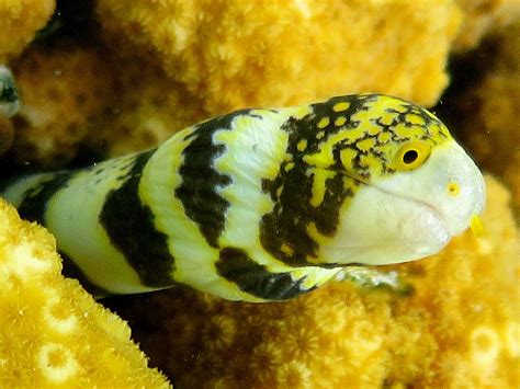 クモウツボ 2023 12 10 WEB魚図鑑