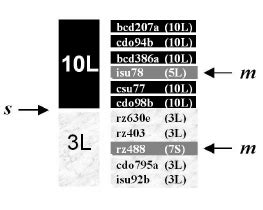Diagram Showing Scoring Scheme For Linear Model Download Scientific Diagram