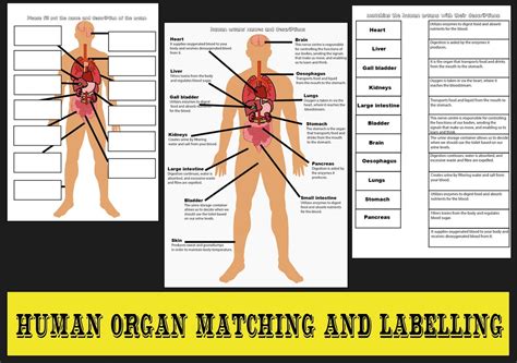 Parts Of The Body Labelling Activity Human Anatomy Education Organs