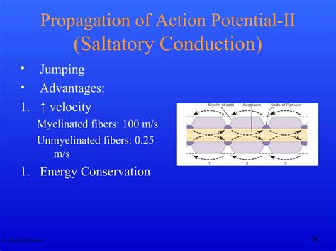 Action Potential 2pdf