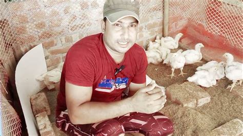 মুরগির লিটার পরিবর্তন করে দিলাম। বয়লার মুরগি।২৫ দিন বয়স। Youtube