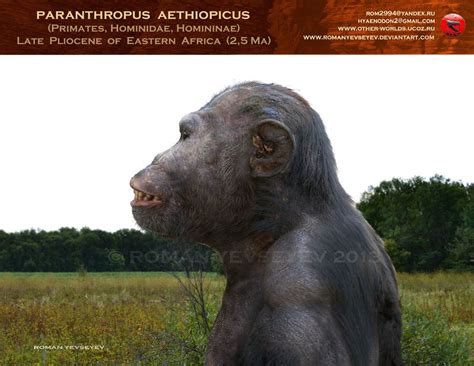 Australopithecus Aethiopicus