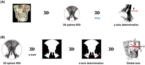 Orientation Assignment Determination Of The A Y Axis Followed By B Download Scientific