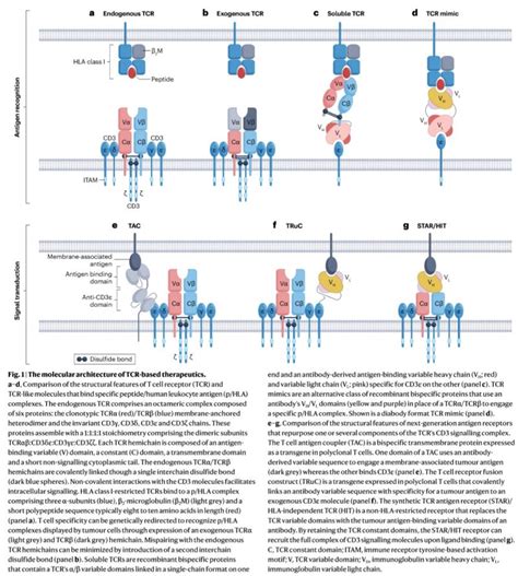 Jun Hung Cho Phd Racdrugs On Linkedin The T Cell Receptor Tcr