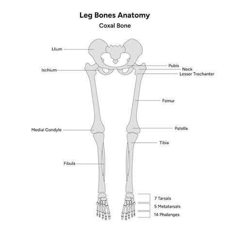 Premium Vector Leg Bones Anatomy