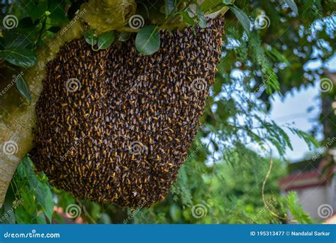 Wild Honey Bee Hive Designs