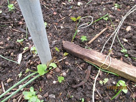 Dioscorea Batata Winterhart · Pflanzen And Botanik · Green24 Pflanzen