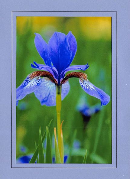 Blue Iris Carmelite Monastery