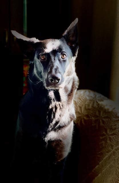 Open Arms Rescue Of Wny Home Facebook