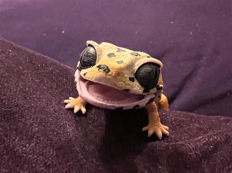 Got My Leopard Gecko A Few Months Ago Going To Buy Him A Bigger Tank