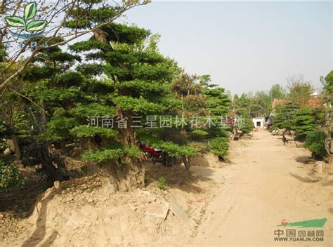 小叶女贞造型树造型小叶女贞价格优惠基地种植厂家产地报价单河南省三星园林花木基地