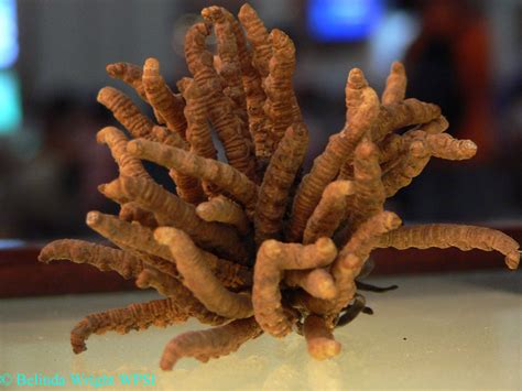 Caterpillar Fungus Production And Trade