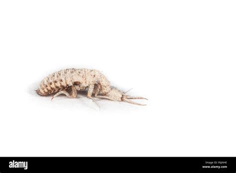 Larval Ant Lion Doodlebug These Insects Burrow Into Sand And Stock