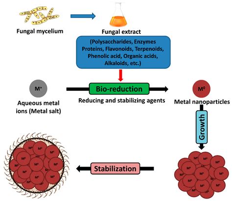Frontiers Synthesis Of Silver Nanoparticles Mediated By Fung