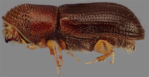 Walnut Twig Beetle Identification Life Cycle Facts And Pictures