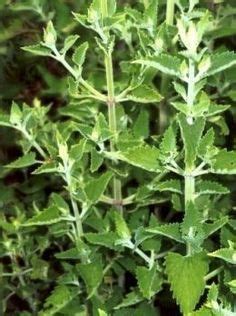 How To Grow Catnip From Seed Artofit
