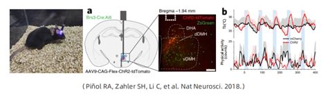 神经元活性调控技术主要有哪些？光遗传和化学遗传有什么区别？ 知乎