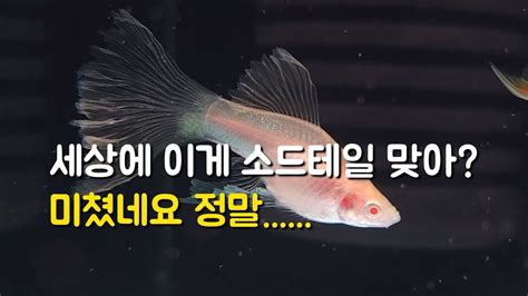 전국 유일 고급 희귀 소드테일 전문점 입고소식 아쿠아푸름 고정구피 열대어 수족관소드테일 Youtube