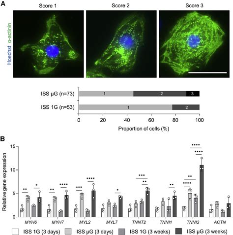 Space Microgravity Improves Proliferation Of Human Ipsc Derived