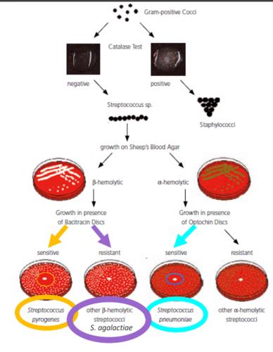Strep Flashcards Quizlet