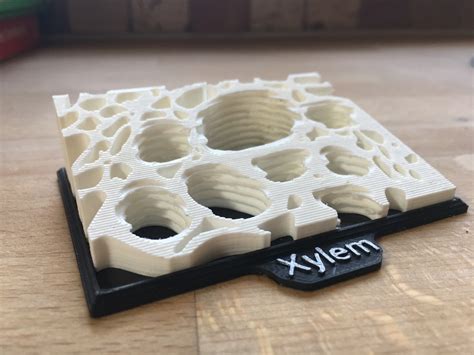 3d File Plant Xylem Structure Model With Frame 🌿 ・3d Printable Design