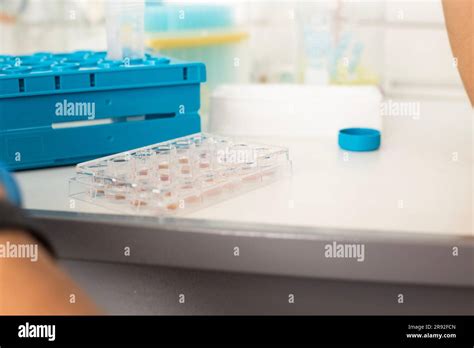 In Vitro Cellular Assay Using Multi Pipette And Well Plate Cell Culture