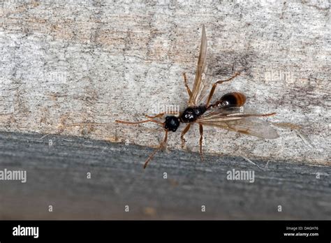 Myrmicine Ant European Fire Ant Common Red Ant Myrmica Spec