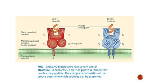 Antigen Process And Presentation And Then Mhc Molecules And Functions Ppt