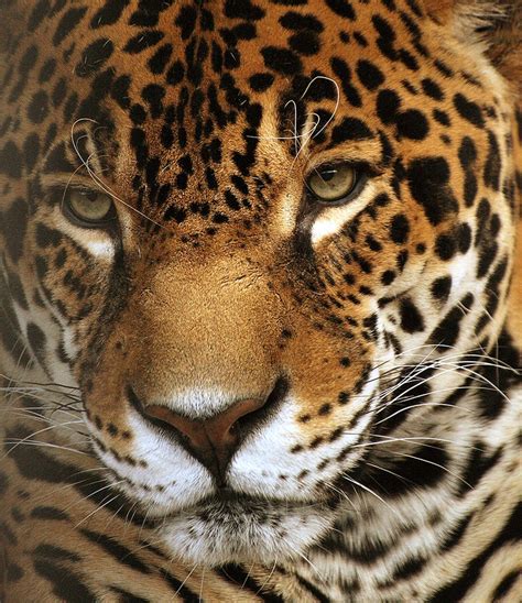 Ягуар (Panthera onca) » ИнфоГлаз
