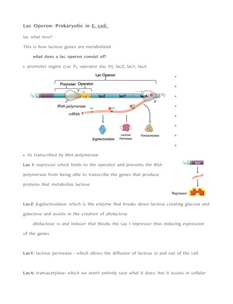 Class 18 Prokaryotic Transcriptional Gene Regulation Lac Operon