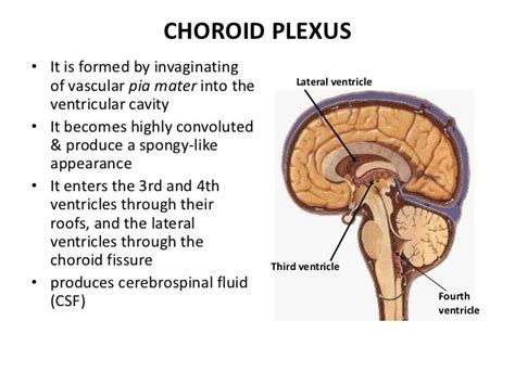 Anatomy Of Meninges Ventricles Cerebrospinal Fluid