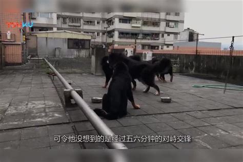 藏獒吹的那么猛！孤狼单挑六只藏獒犬，最后咬死一只还吃掉一只！藏獒单挑