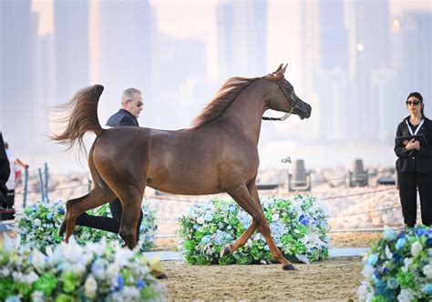 Potranca Brasileira Conquista ‘medalha De Ouro Em Exposição Da Raça