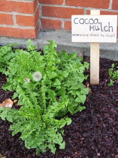 Cocoa Shell Mulch Tips For Using Cocoa Hulls In The Garden Mulch Landscaping Landscaping