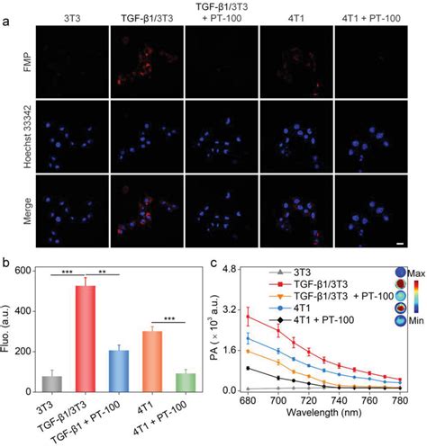investigating the imaging ability of fmp for fapα detection in living