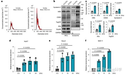 Nature子刊 细胞外基质ecm硬化会促进肿瘤外泌体的释放 知乎